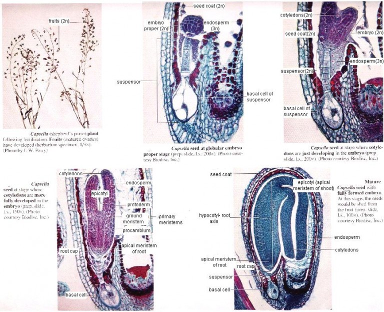 Reproducci n Angiospermas Embri n Botanica General